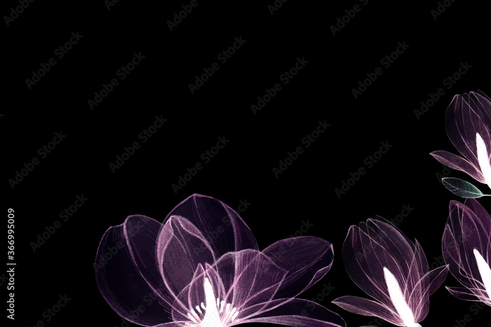 frame made of transparent magnolia flowers. watercolor transparent ...