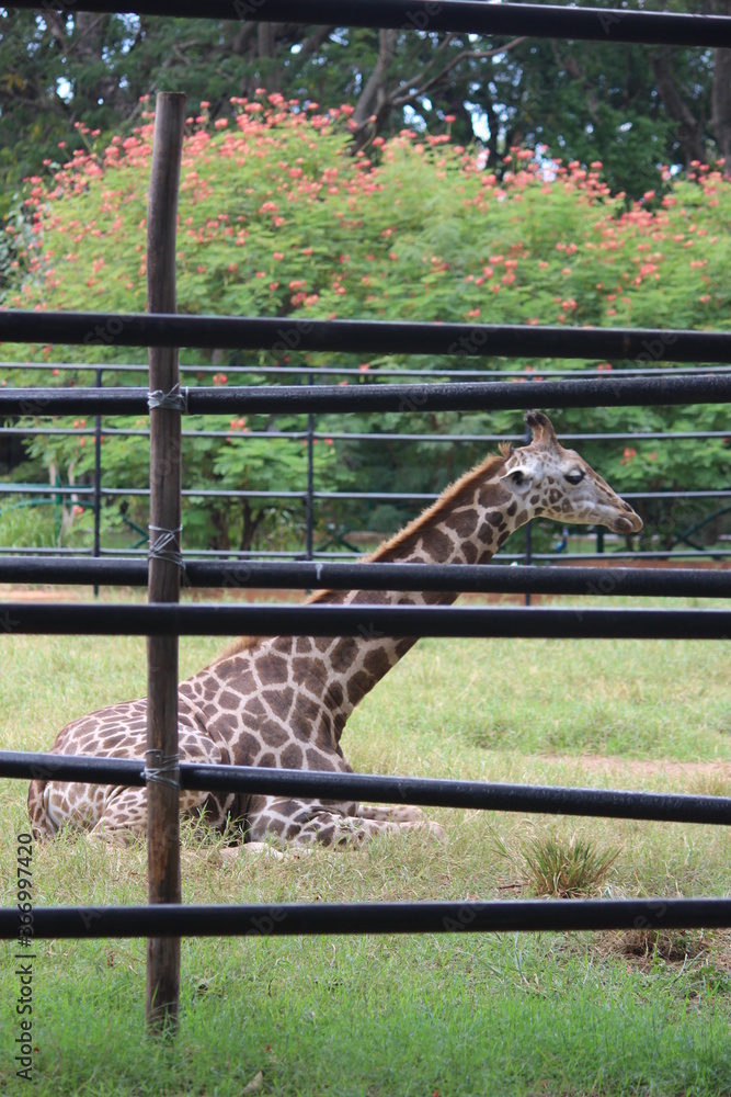 Giraffes are the world's tallest mammals, thanks to their towering legs ...