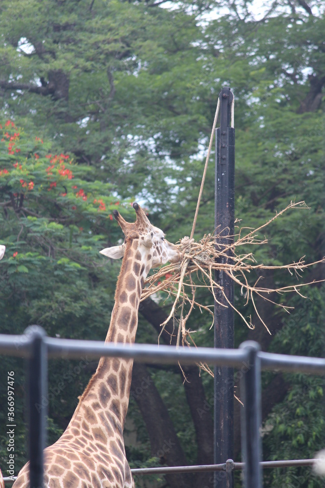 Giraffes are the world's tallest mammals, thanks to their towering legs ...