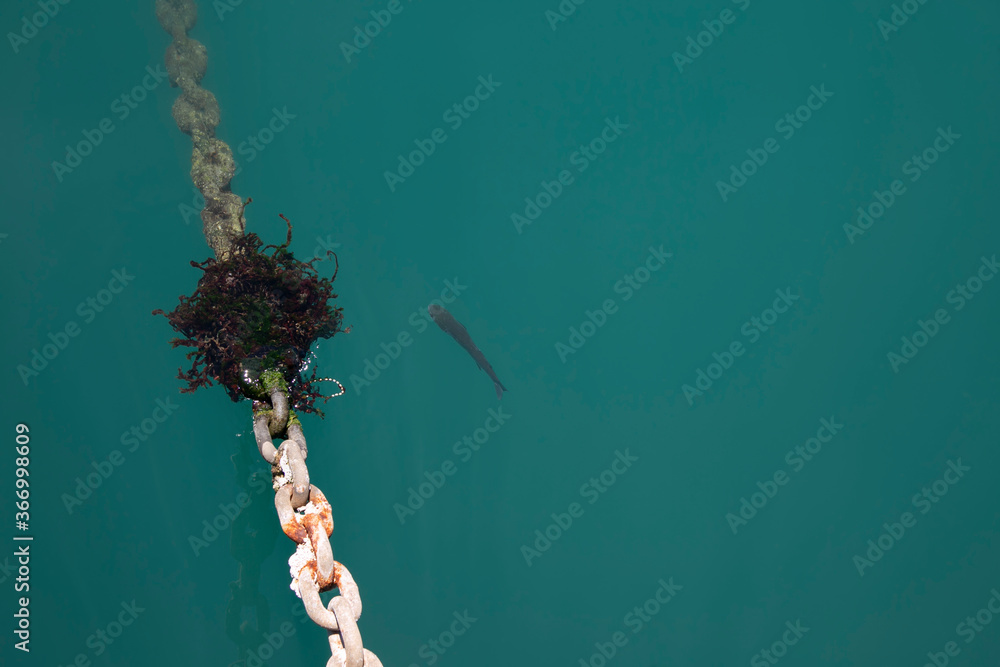 Old chain and one little fish in clear blue water for background. Aqua ...