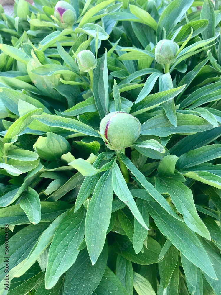 Closeup of the buds of pink perennial peony flowers with their fresh ...