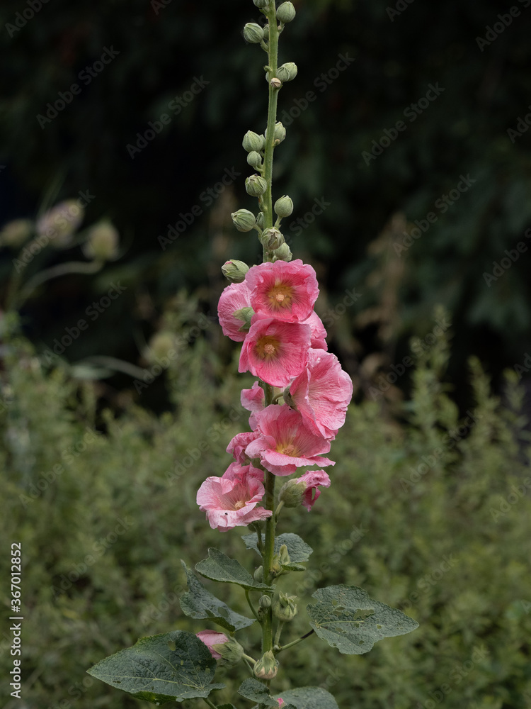 Stockrose in Blüte Stock Photo | Adobe Stock
