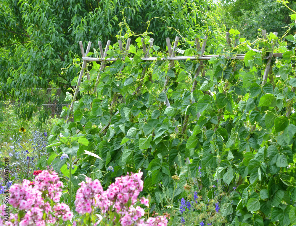 Gartenbohne Stock Photo | Adobe Stock