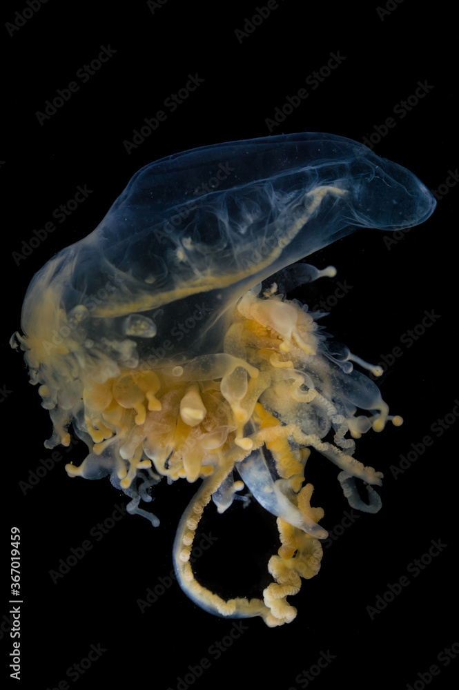 Portuguese man o' war (Physalia physalis), also known as the man-of-war ...