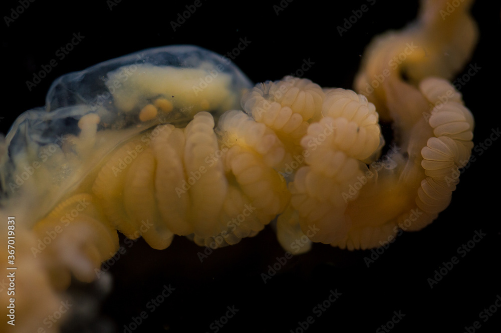 Portuguese man o' war (Physalia physalis), also known as the man-of-war ...