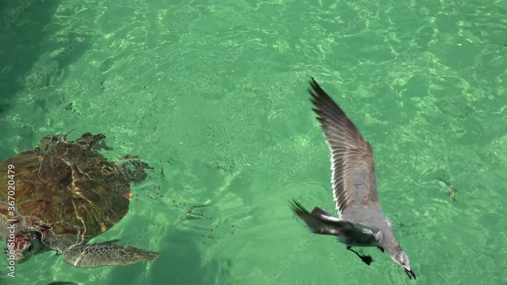 Vídeo do Stock: Large Sea Turtle feeding in a sea pool at the ...