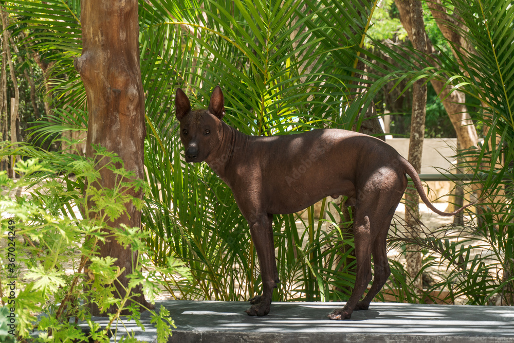 Xoloitzcuintle, perro sin pelo mexicano, perro azteca, perro sin pelo ...