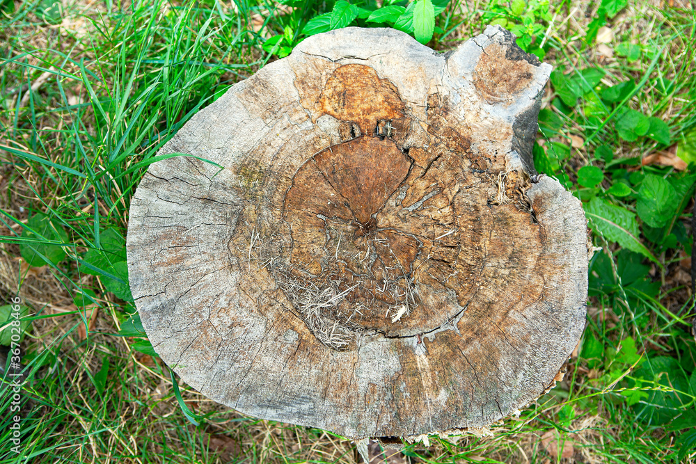 rotten tree stump surface with cracks Stock Photo | Adobe Stock