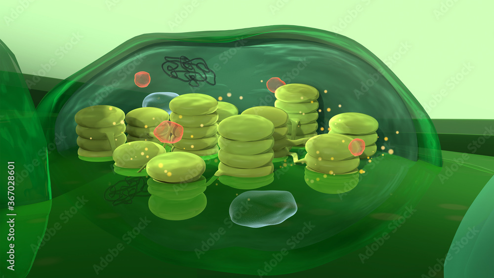 Chloroplast structure, 3d illustration. Cross section of a chloroplast ...