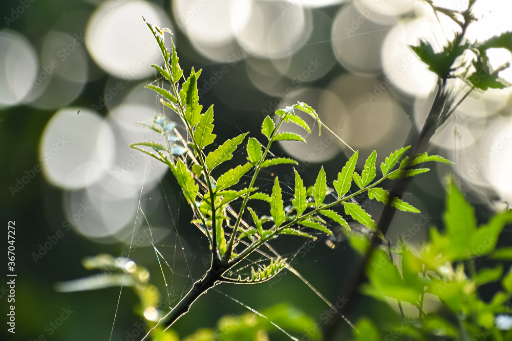 Azadirachta indica, commonly known as neem, is a tree in the mahogany ...