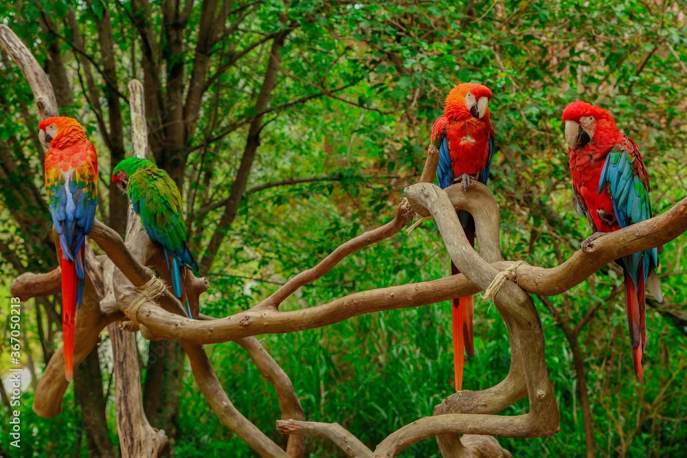 flying parrots of south america full colors in zoological parks of ...