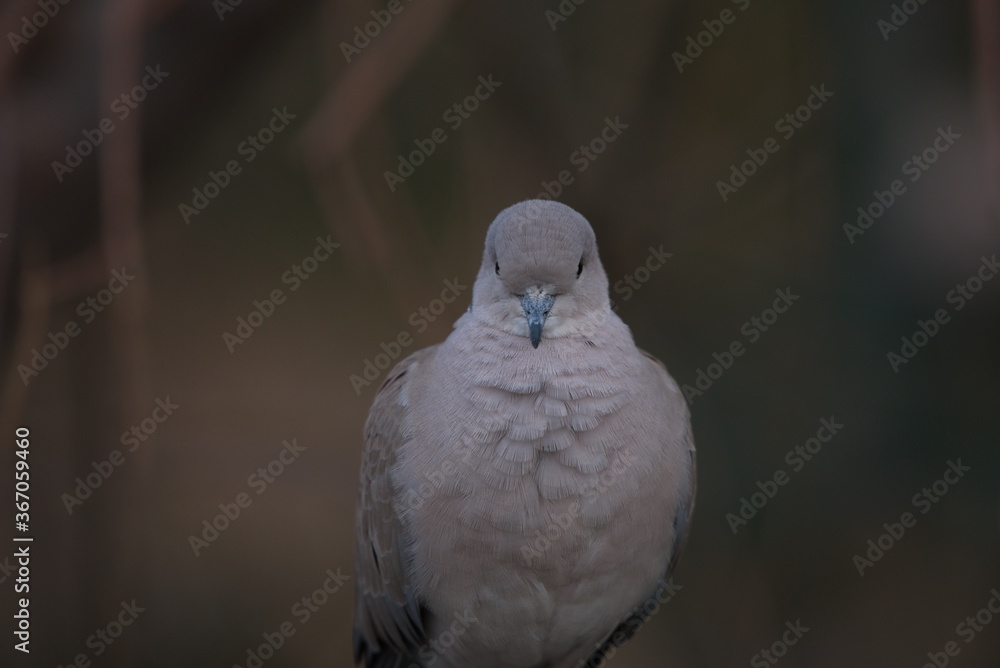 Columbidae is a bird family consisting of pigeons and doves. It is the ...