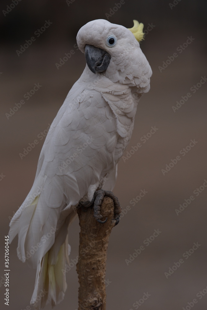 closeup of parrot, The white cockatoo, also known as the umbrella ...