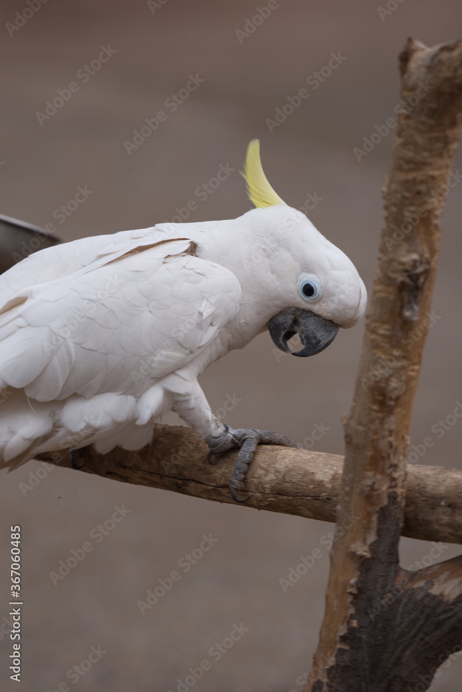 The white cockatoo, also known as the umbrella cockatoo, is a medium ...