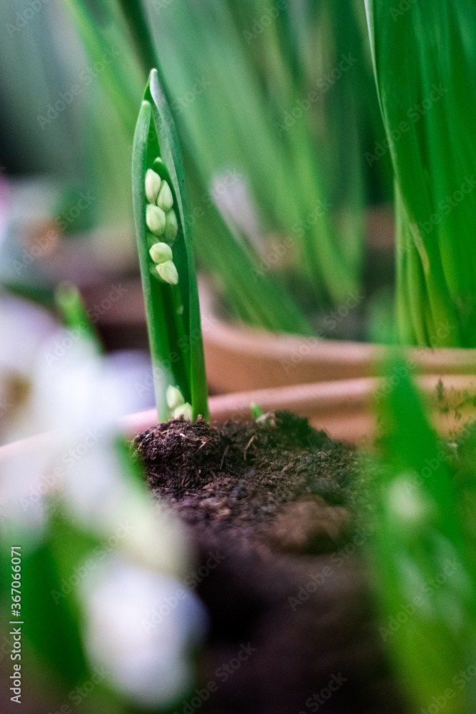 Snowdrop. A genus of perennial grasses of the Amaryllis family ...
