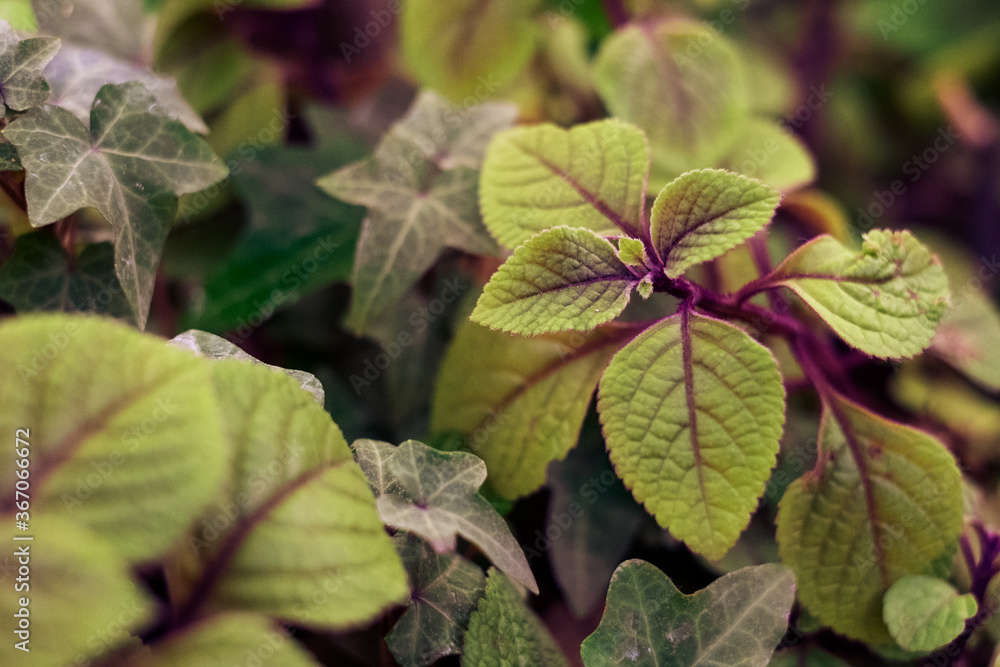 flower plectranthus oertendahlii. type of archendale is the ...