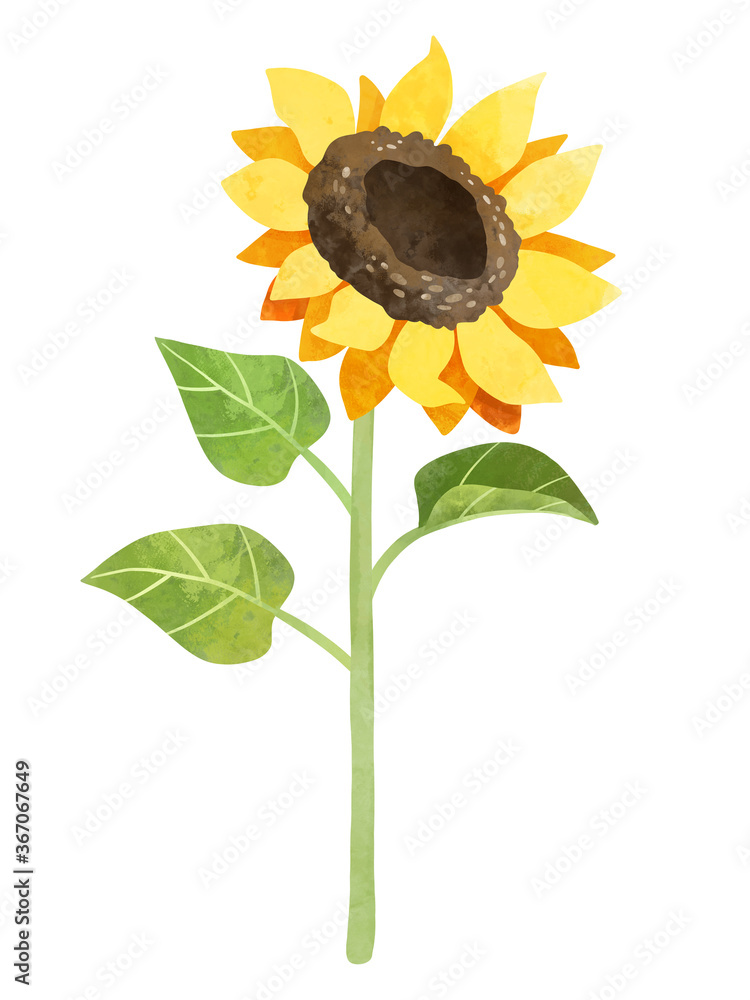 Sunflower with stalk and leaves clipart, hand drawn watercolor stock ...