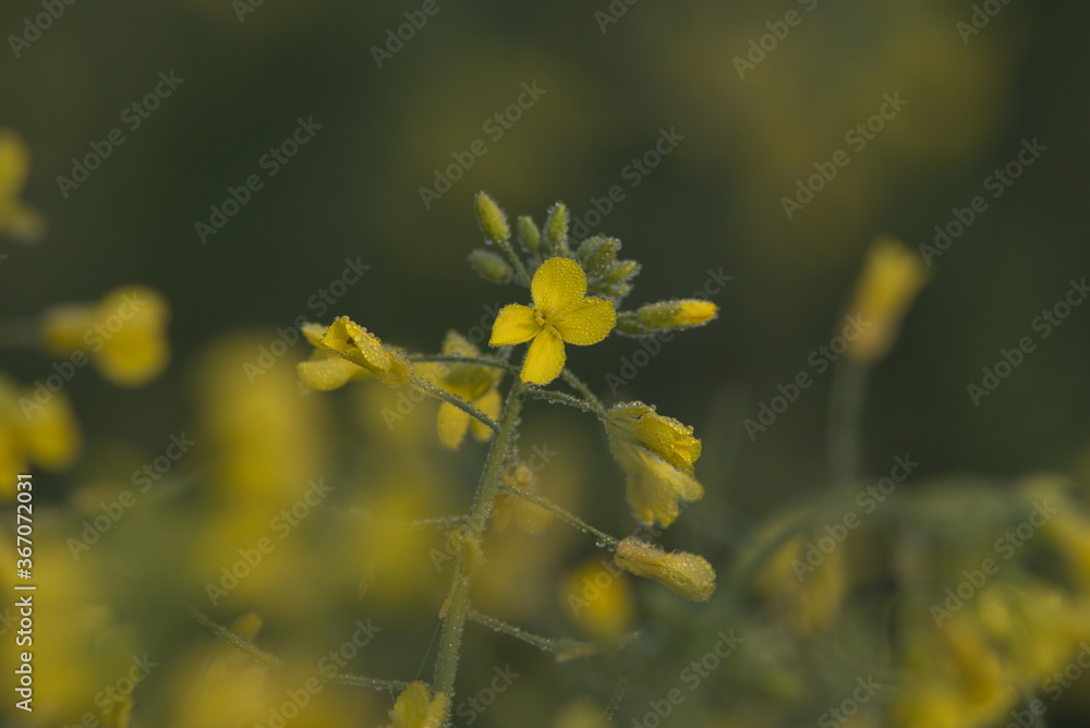 The mustard plant is a plant species in the genera Brassica and Sinapis ...