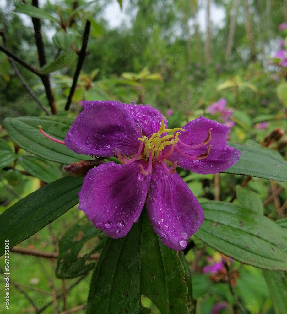 Melastoma malabathricum, known also as Malabar melastome, Indian ...