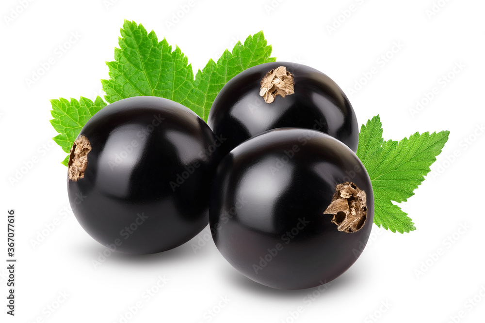 black currant with leaves isolated on white background with clipping ...