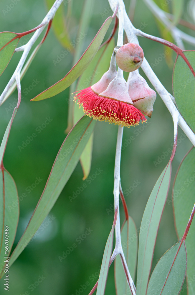 Red blossoms and grey green leaves of the Australian native mallee tree ...