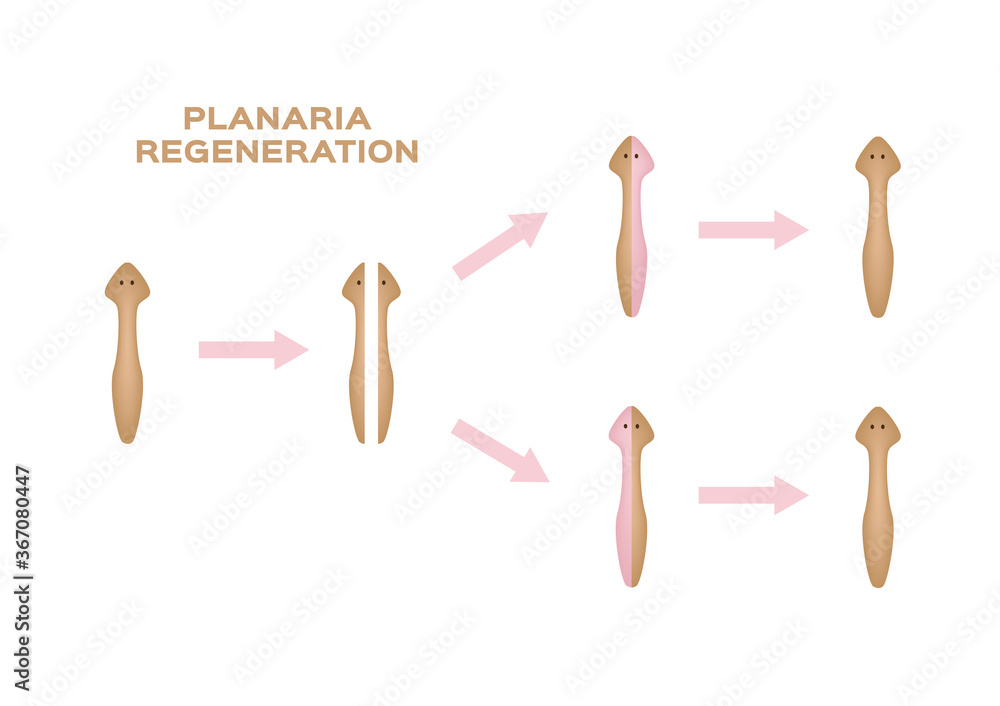 Poster Planaria regeneration. divide one to three Planaria vector ...