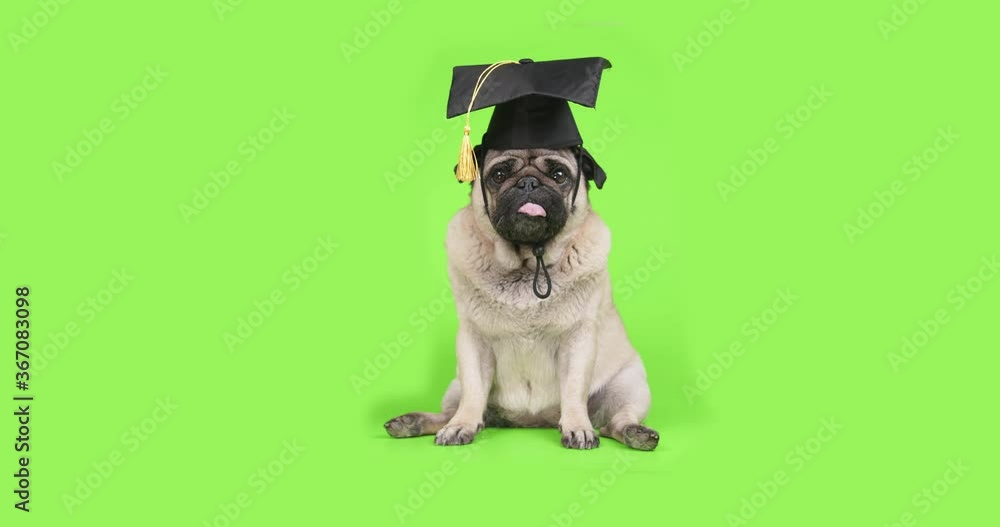 Cute funny pug dog wearing graduation hat, grad cap. Green screen ...