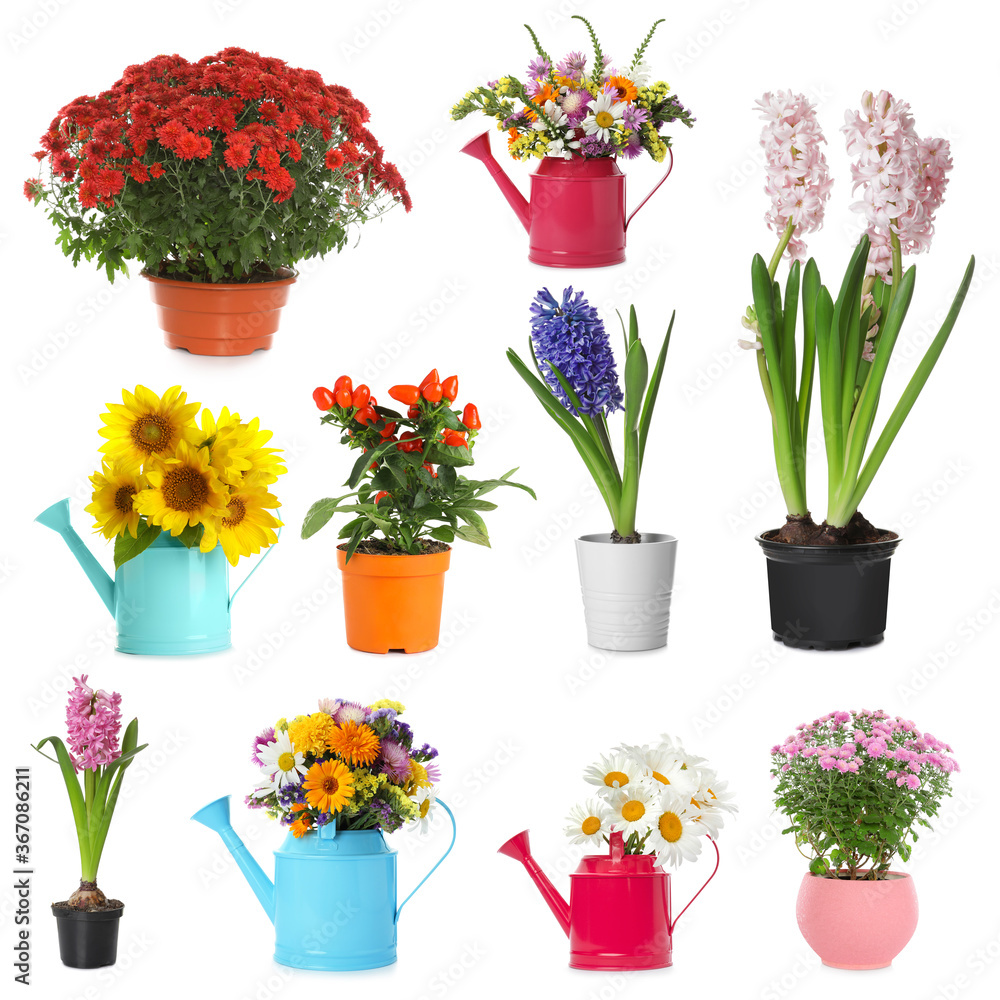 Set of different blooming plants in flower pots on white background ...