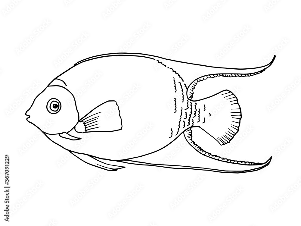 Hand drawn outline of a fish, drawing in Doodle style. Illustration for ...