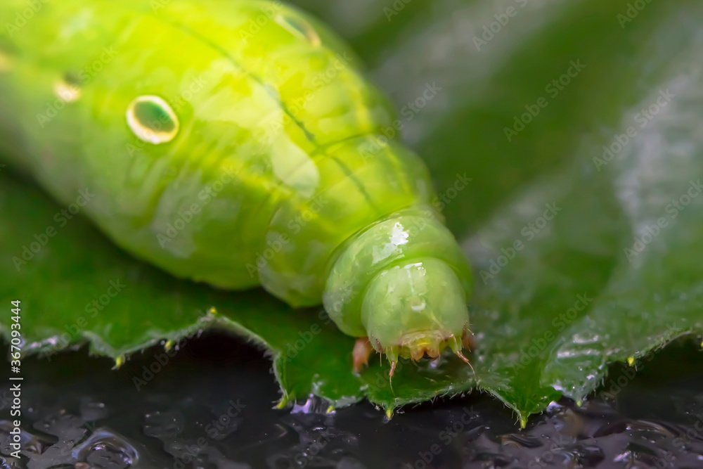 Foto de Green caterpillar on a leaf. Macro photo. Green leaf ...
