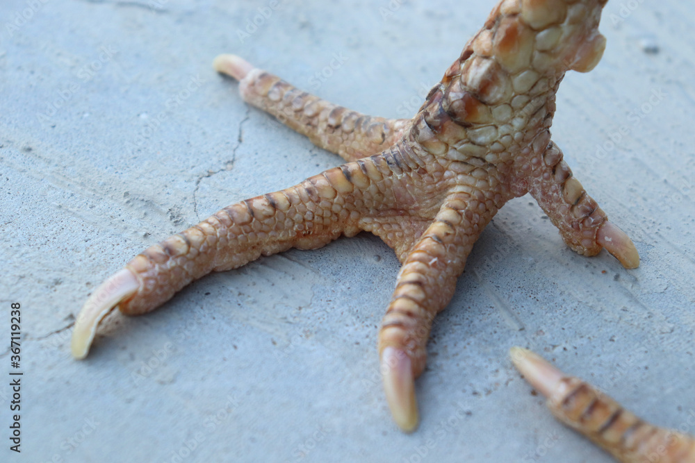 Fotka „Leg of a rooster, the legs of a rooster with scales and claws ...