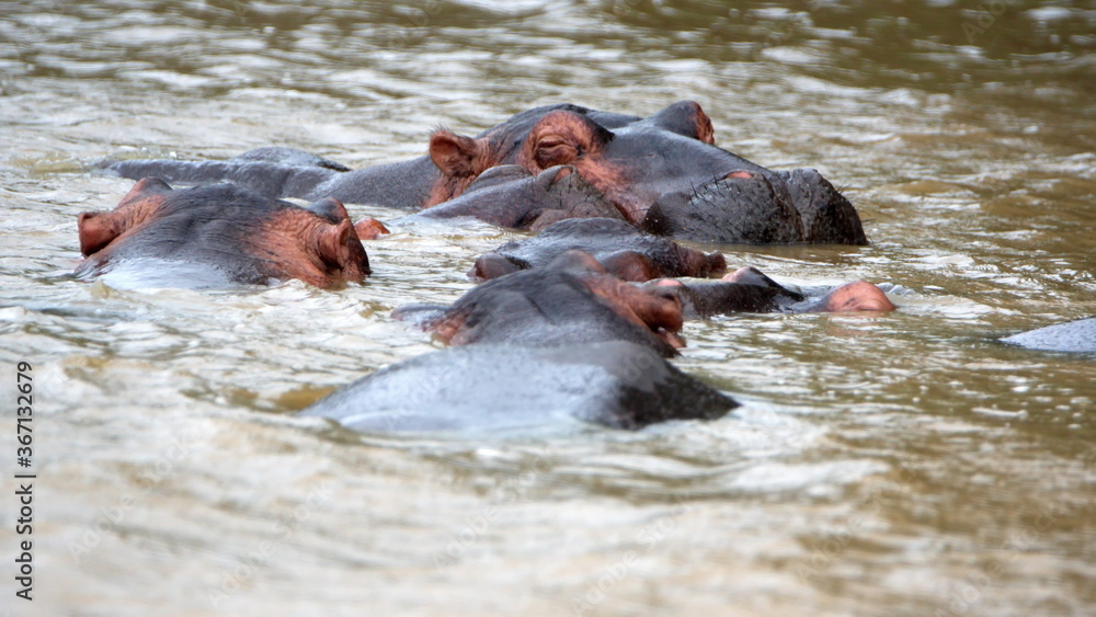 Pod of hippos in the estuary in the iSimangaliso wetland park in St ...