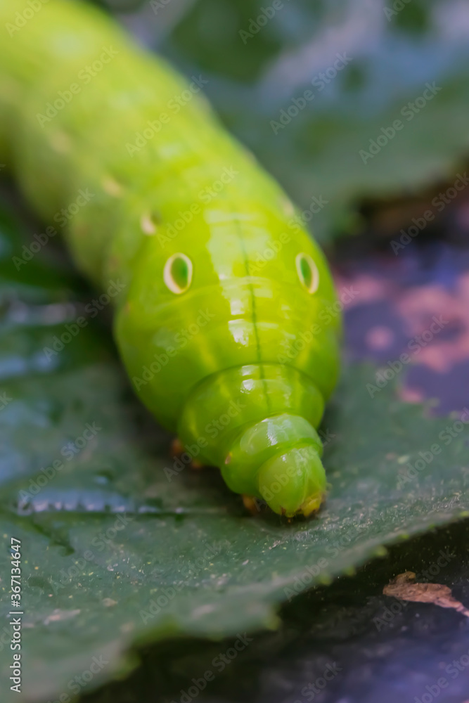 Green caterpillar on a leaf. Macro photo. Green leaf. Caterpillar body ...