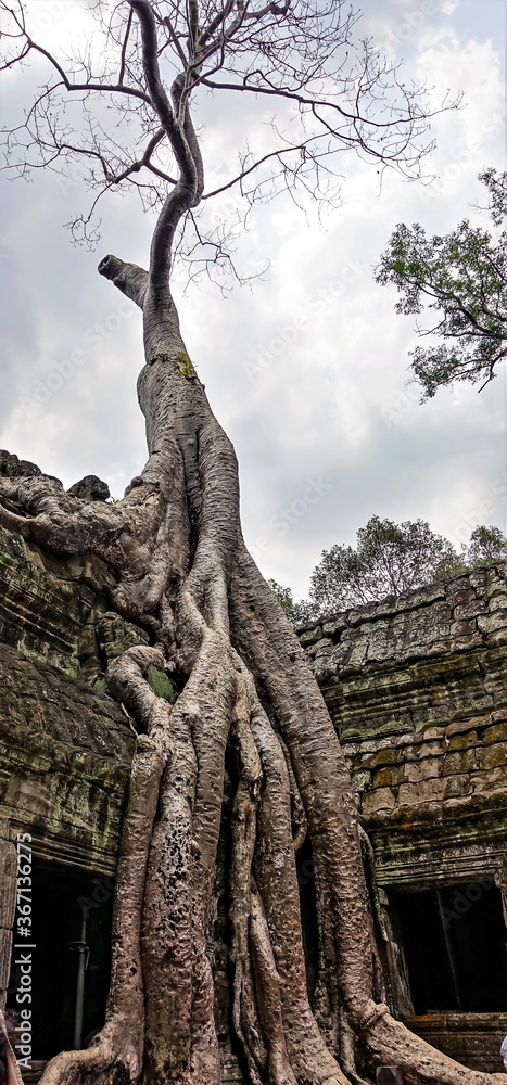 The tree grows on the roof of an ancient temple. A trunk and dry ...