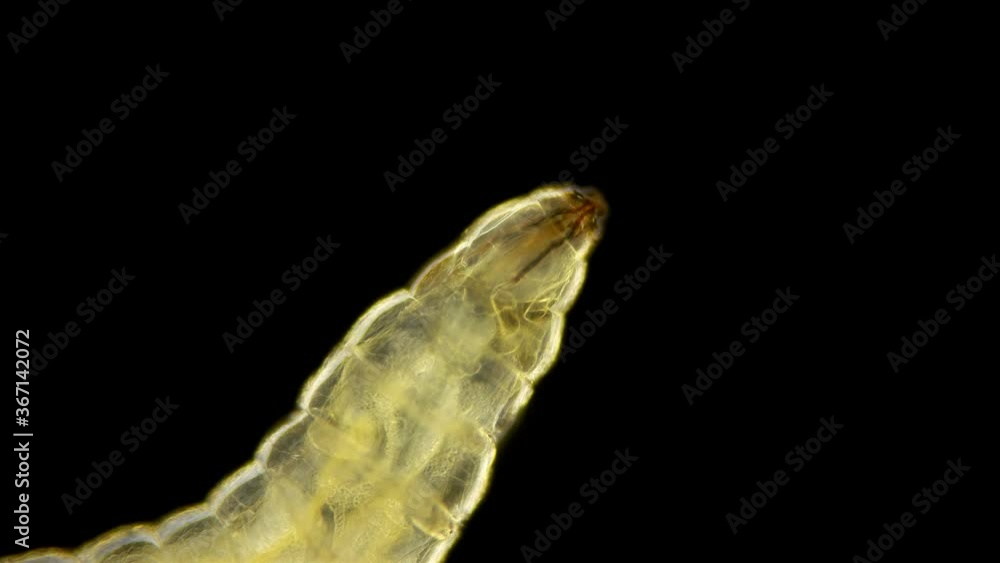 Worm-shaped larva under a microscope, order Diptera, , visible work of ...