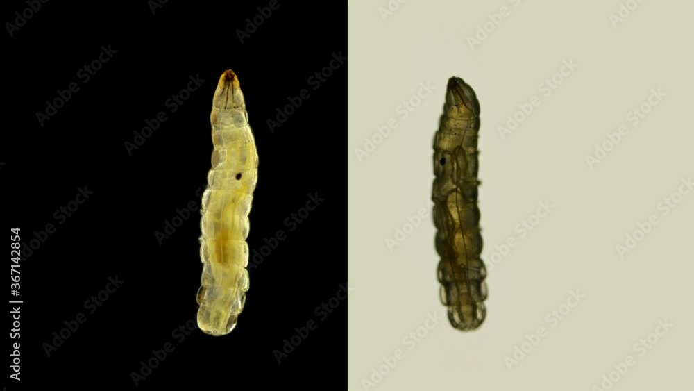 Worm-shaped larva under a microscope, order Diptera, , visible work of ...