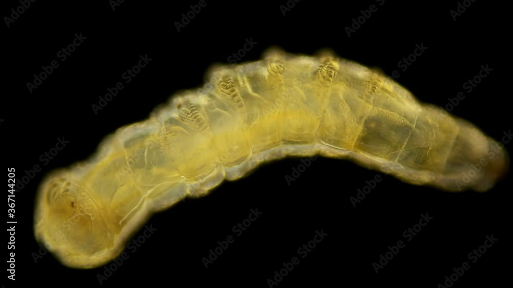 Worm-shaped larva under a microscope, order Diptera, , visible work of ...