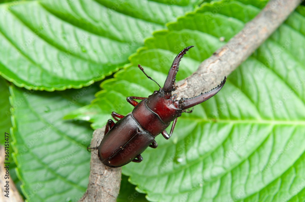 Japanese stag beetle called in japan kuwagata mushi. Isolated on green ...