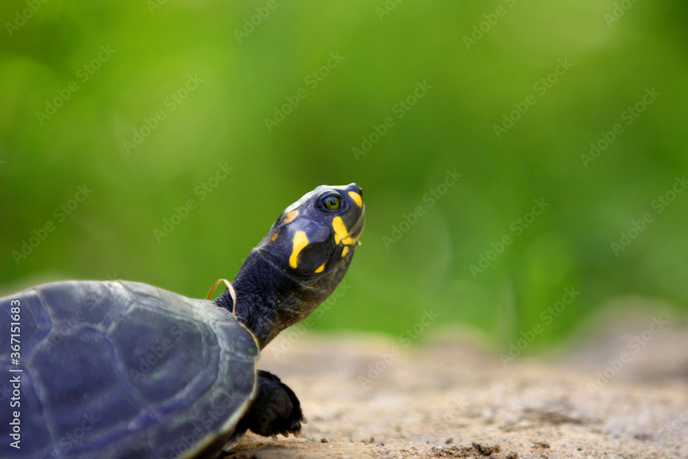 The yellow-spotted Amazon river turtle[4] or yellow-spotted river ...