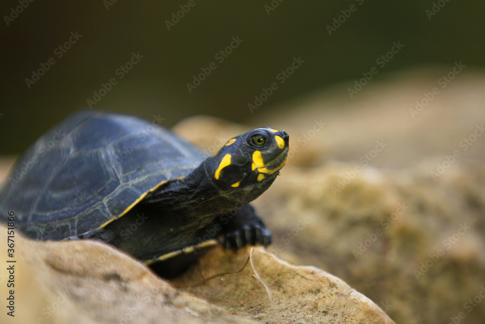 The yellow-spotted Amazon river turtle[4] or yellow-spotted river ...