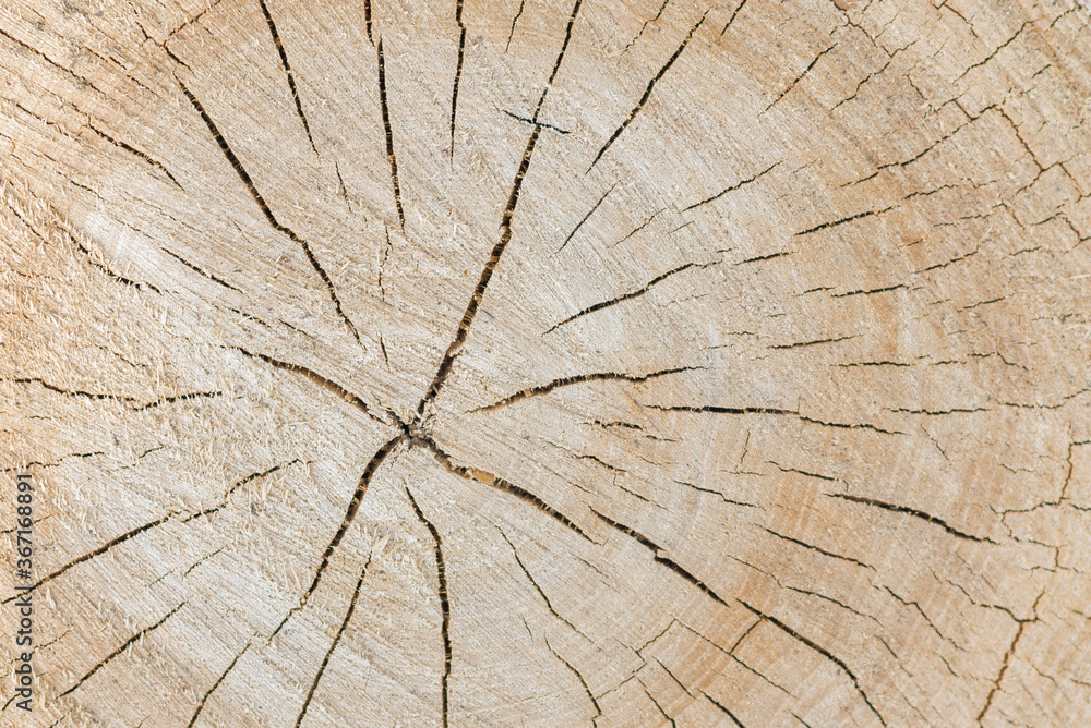 cross section of wood Stock Photo | Adobe Stock