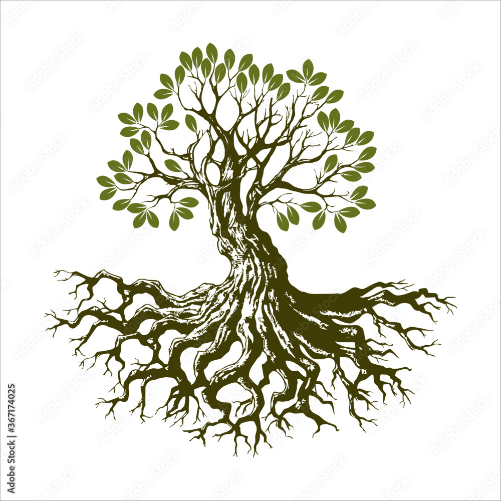 Olive Tree Drawing Roots