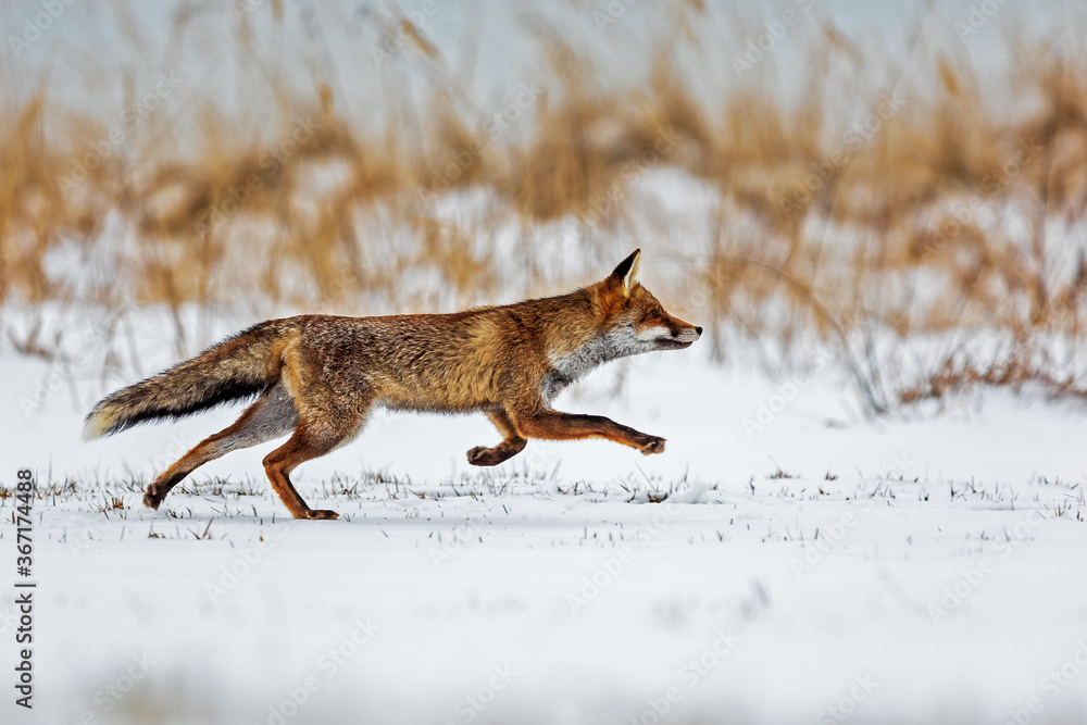 red fox (Vulpes vulpes) very fast running on a snowy plain with a ...