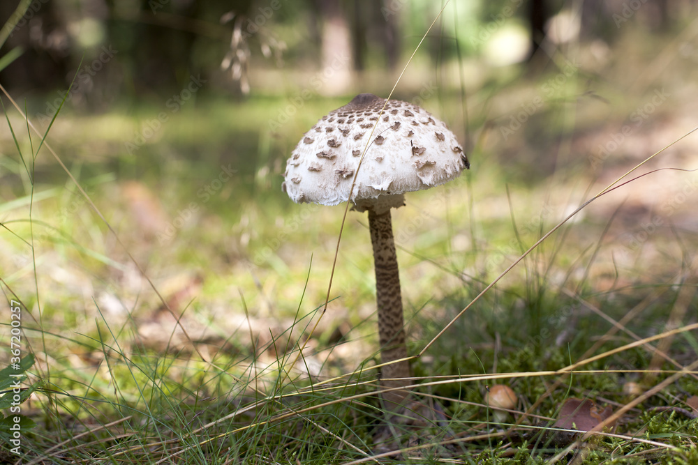 Grzyb Kania czubajka często mylona z muchomorem sromotnikowym Stock ...