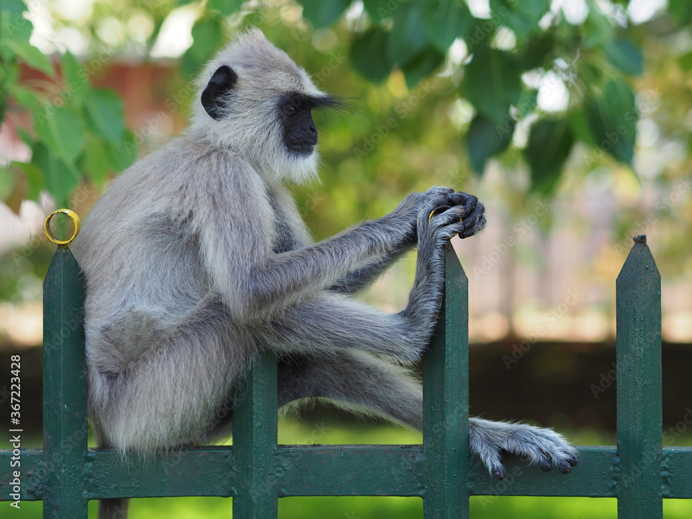 Young langur monkey sitting on the fence (horizontal orientation) Stock ...