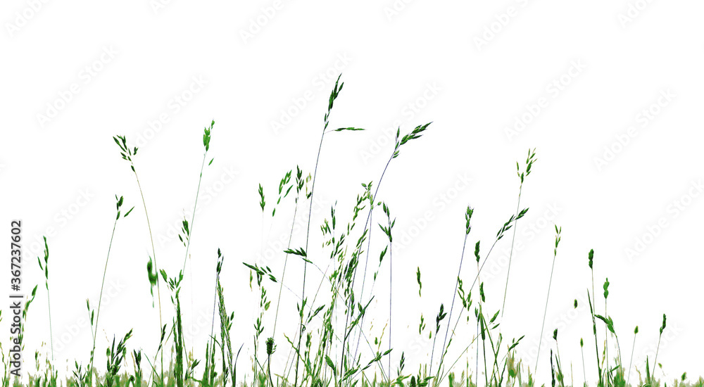 lite green grass fresh overlay herbal growth banners and fresh overlay ...