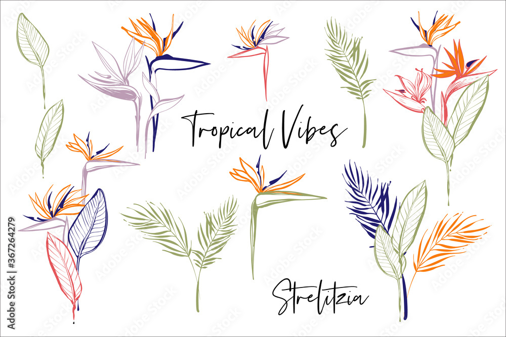 Strelitzia pink, green, orange, colorful line flowers, banana palm leaf ...