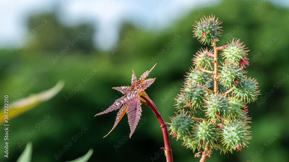 Ricinus communis, the castor bean or castor oil plant, is a species of ...