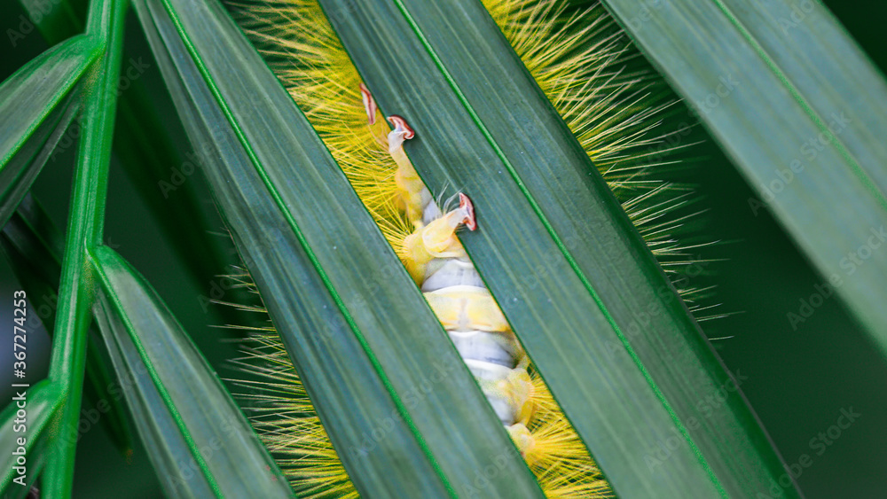 Macro photo of a insect caterpillar at green leaves, Is a poisonous ...