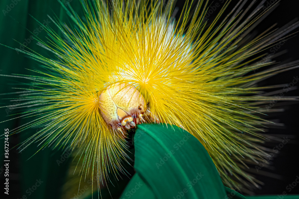 Macro photo of a insect caterpillar at green leaves, Is a poisonous ...